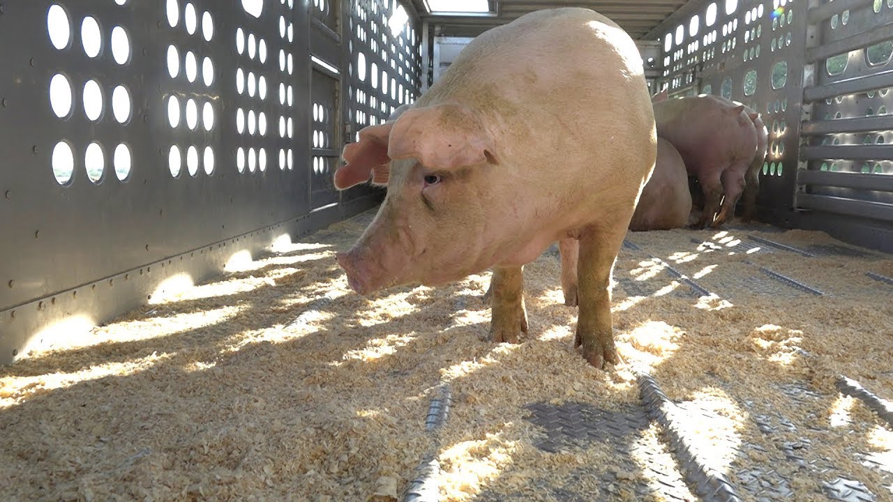 Research On Swine Muscle Fatigue During Transportation - YouTube