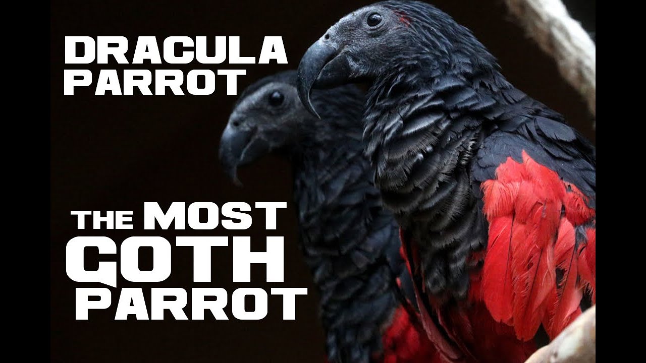 Dracula Parrot Facts - The Gothic Vampire Parrot - Animal a Day - YouTube