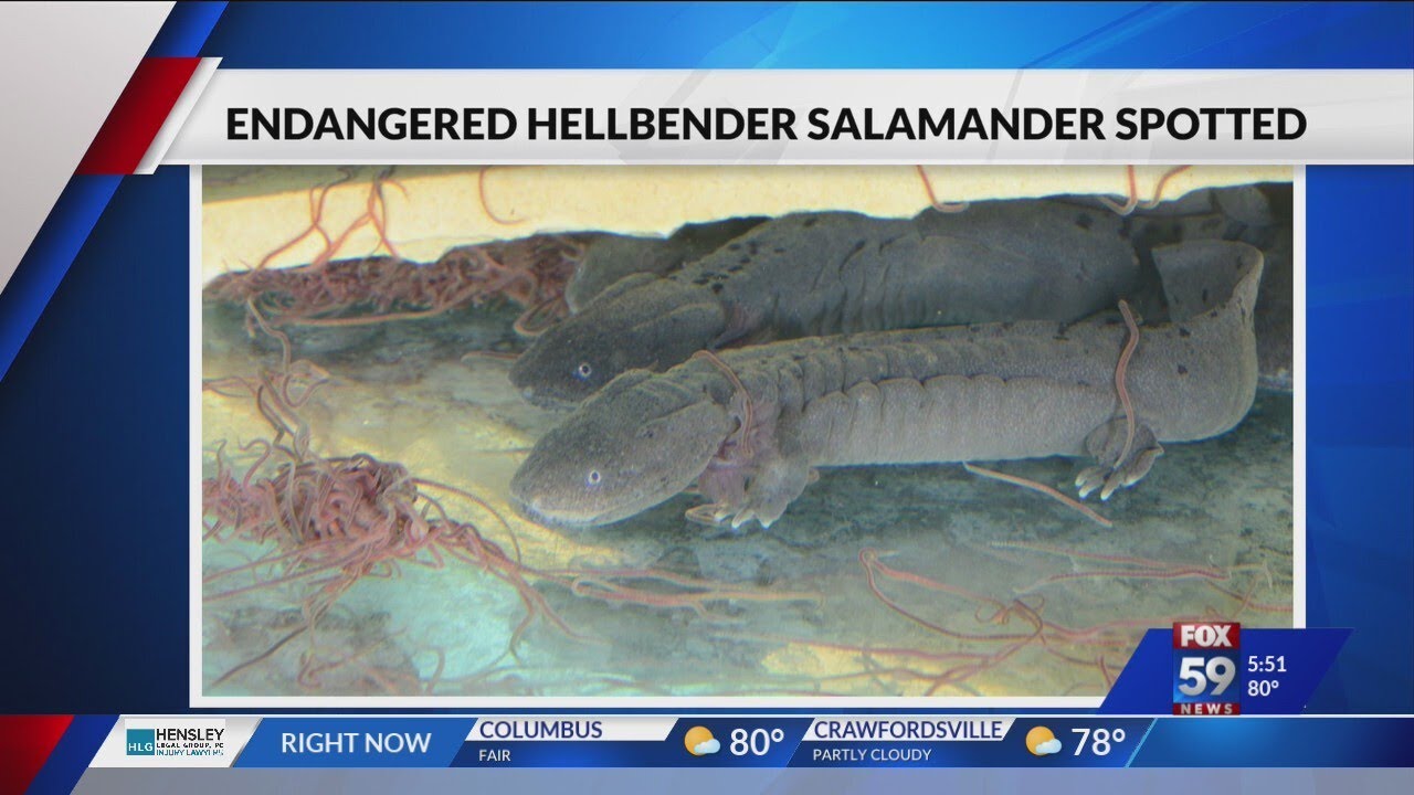 Endangered Salamander