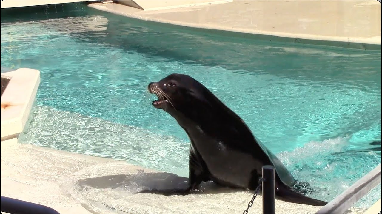 Sea Lion And Otter Spotlight Full Show Seaworld San Antonio March 3