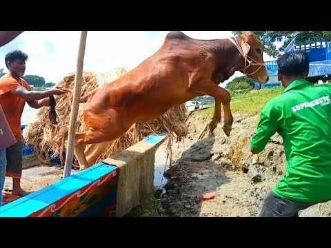 Cow unloading in boat || Cow video || Unloading cow - Ep - 45 || Big ...