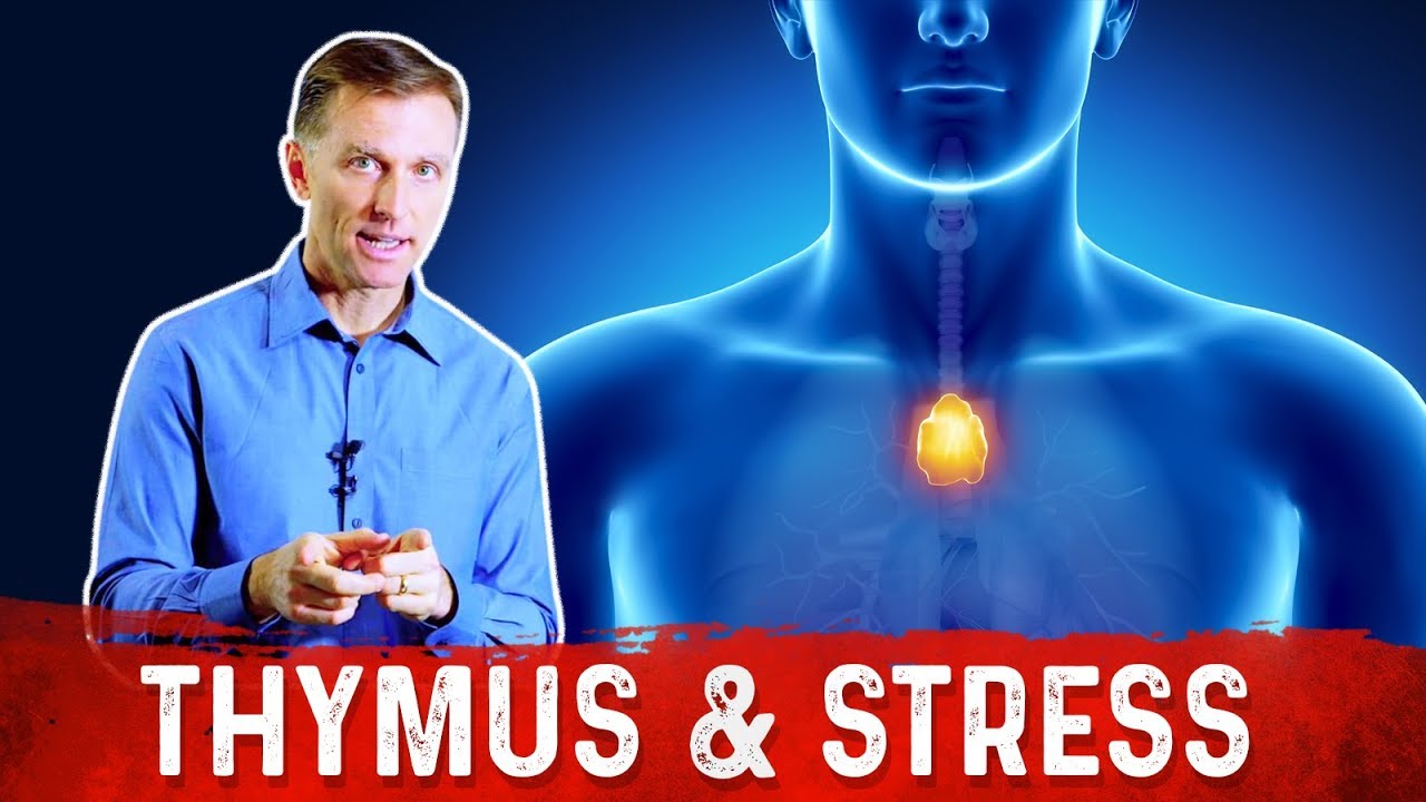 Dr. Berg Talks About Thymus Gland, Stress and Immune System - YouTube