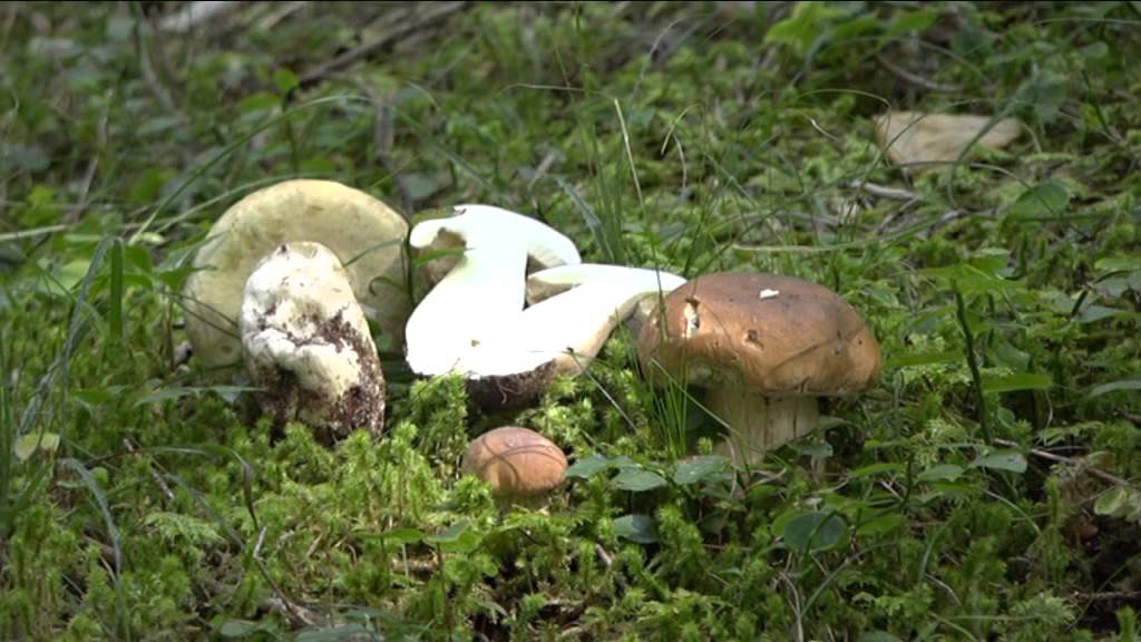 Boletus edulis @ Conoscere i funghi 26.09.2019 - YouTube