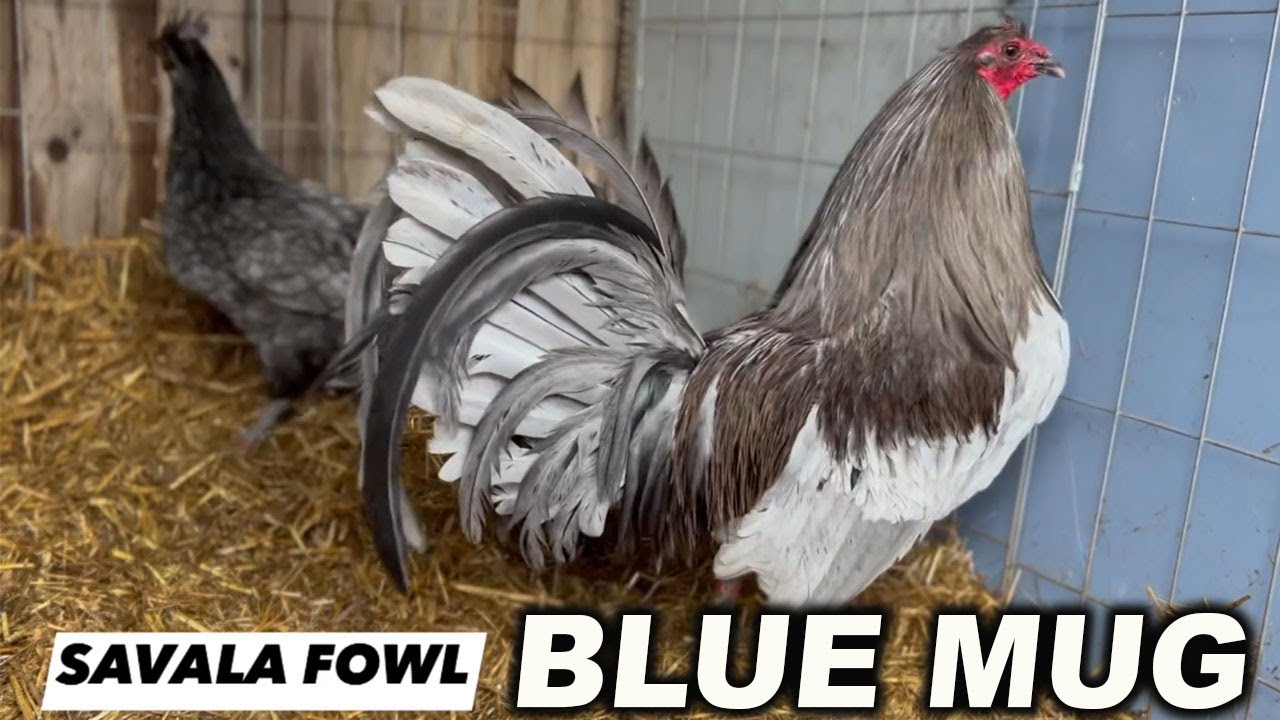 RK Blue Mug Hennie SAVALA FOWL Beautiful Birds - YouTube