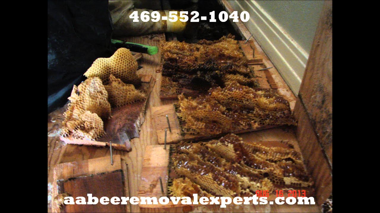 Bisbee, Texas AA Bee Removal Experts, Bisbee, Texas - YouTube