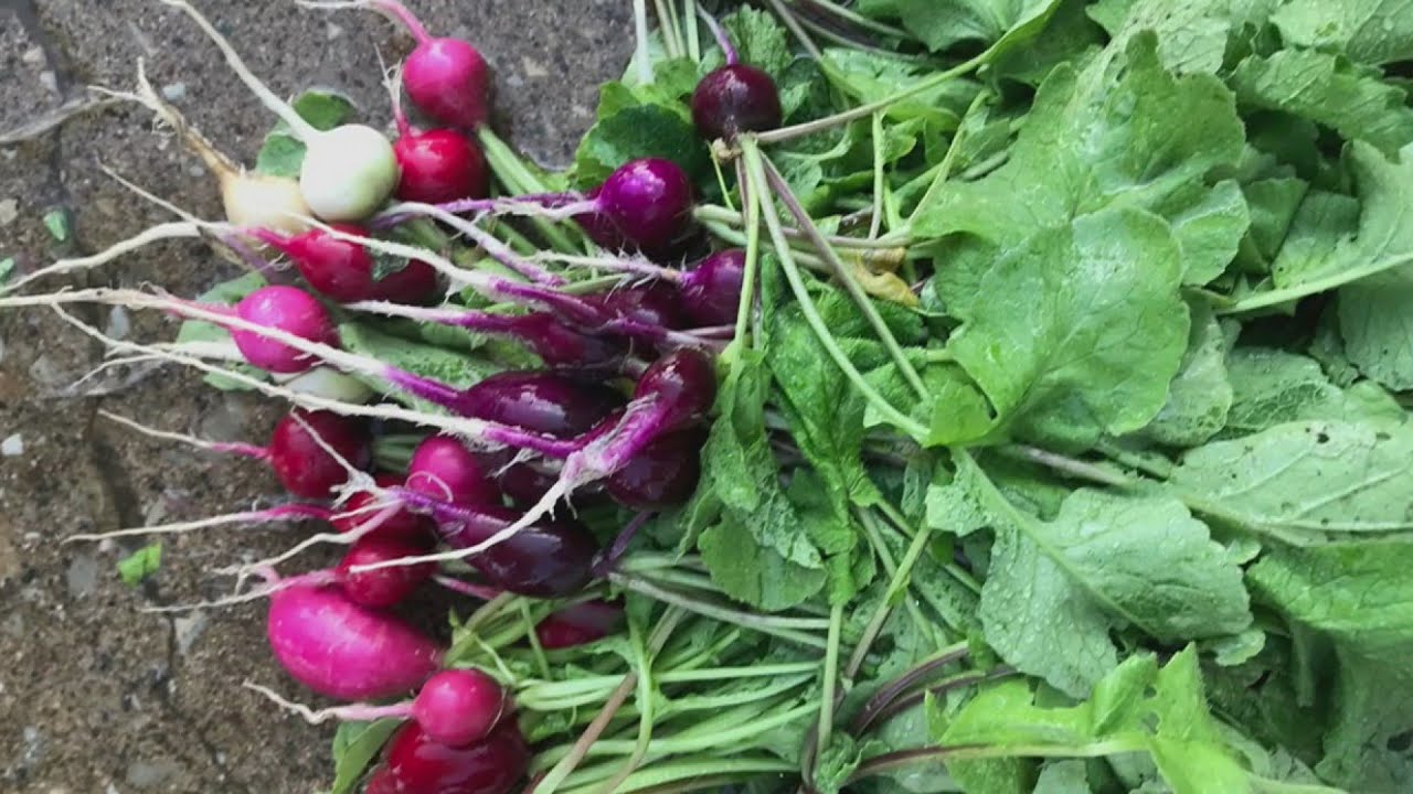 Farmers’ Market Friday | Lavish Lily Artisan Products - YouTube