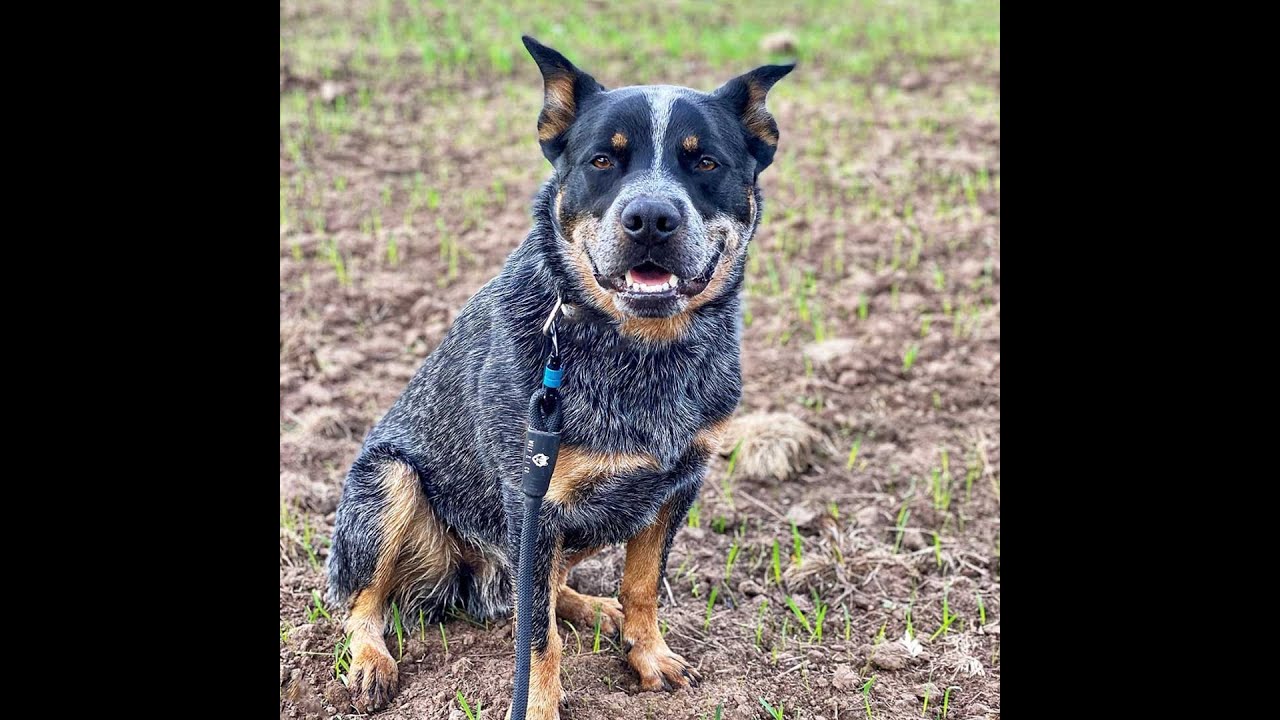 Epic Black Climbing Rope Dog Leash For Dog Walking - YouTube