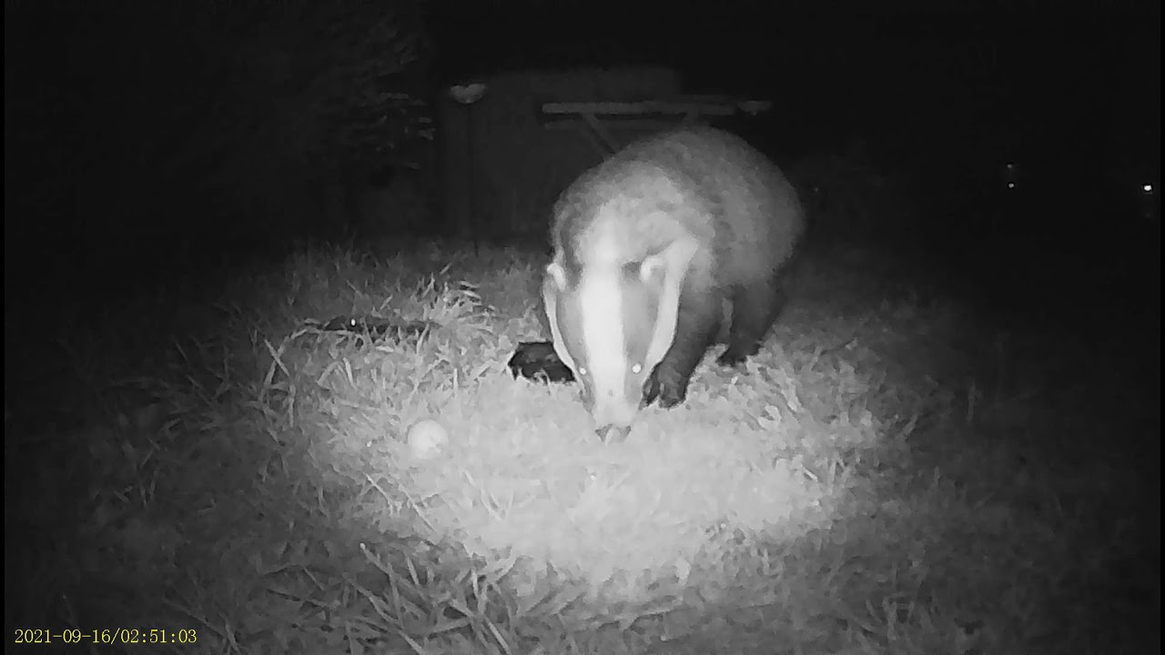 Barry Badger 16/9 6 - YouTube