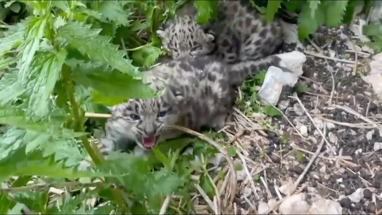 Forest rangers in SW China find two snow leopard cubs - YouTube