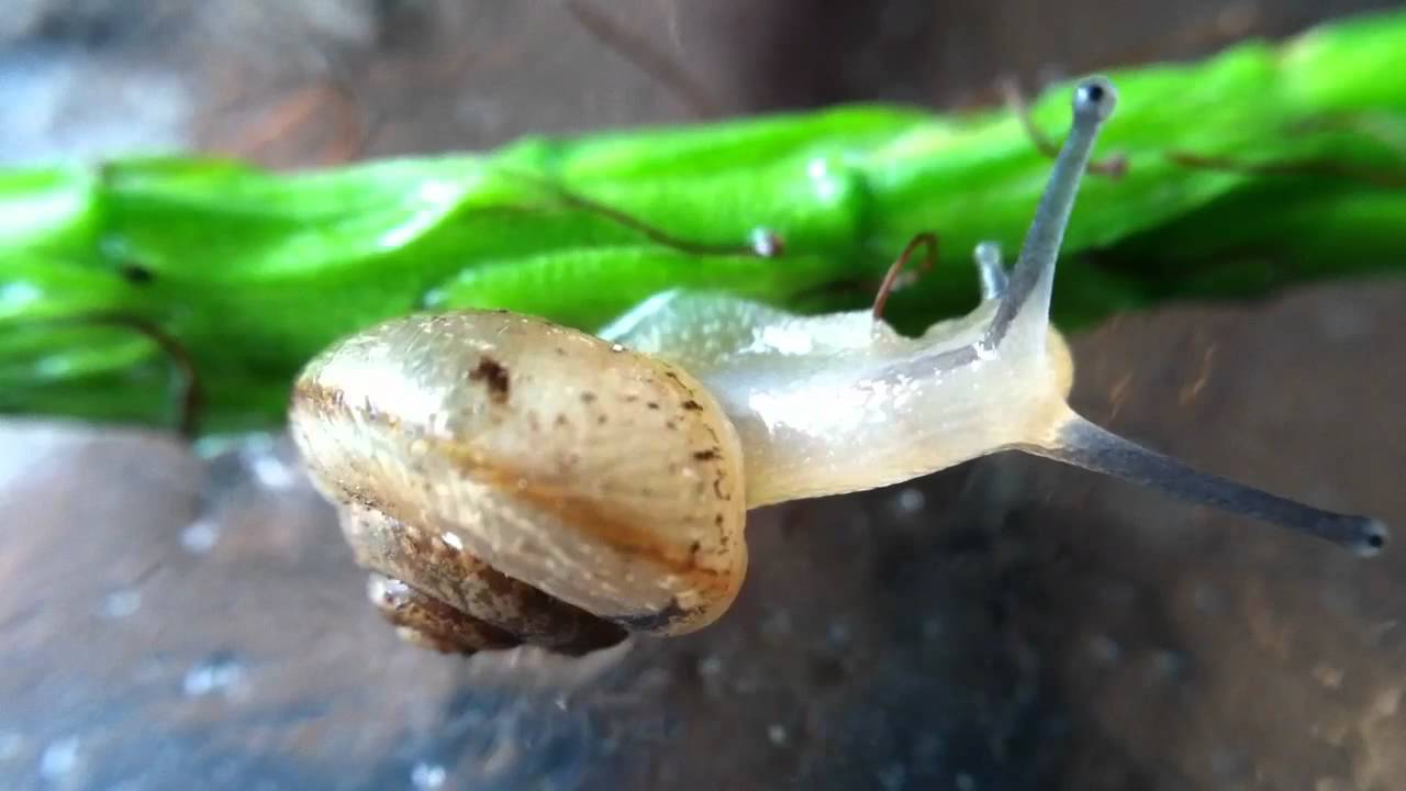 Snail in Slow Motion - YouTube