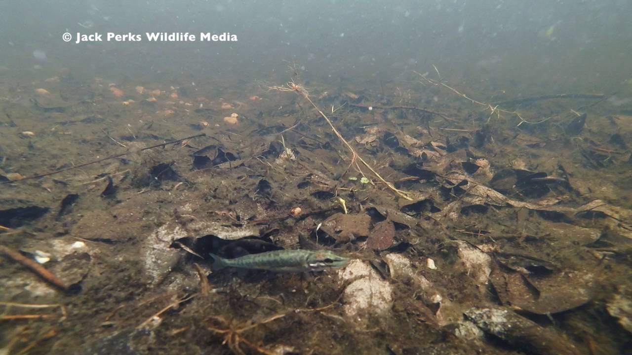 Baby Pike Underwater UK - YouTube