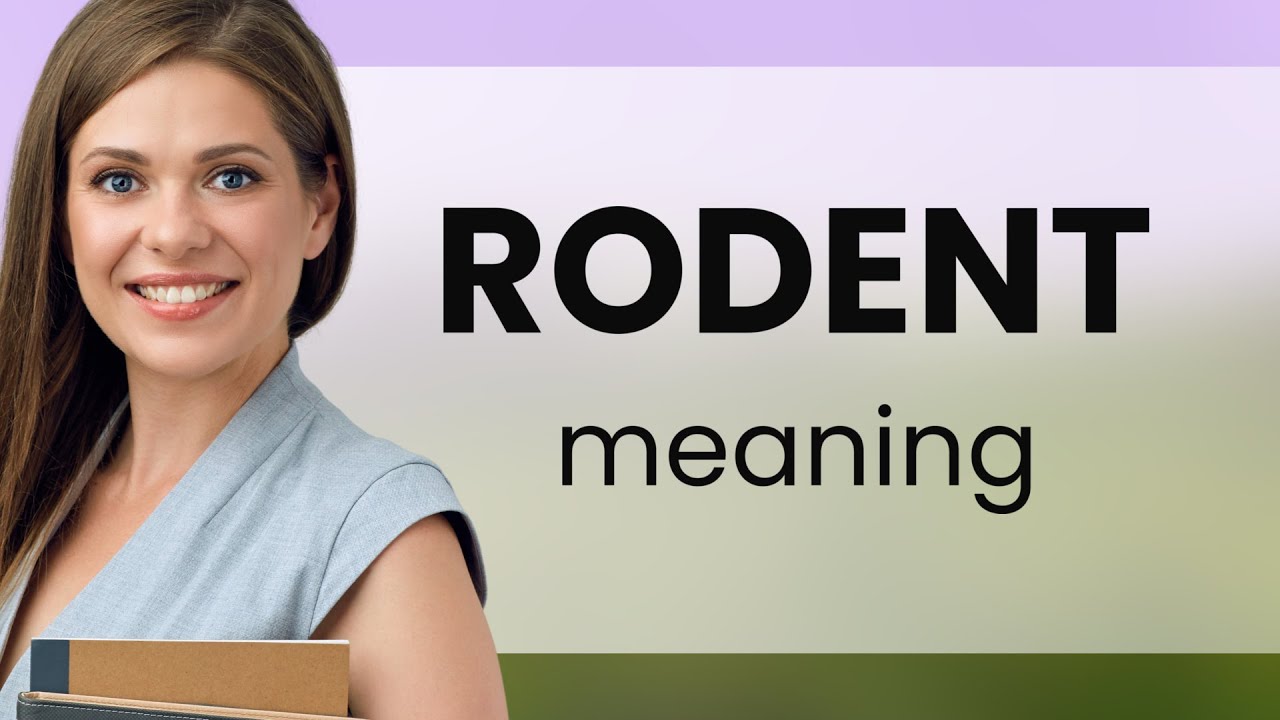 Rodent — definition of RODENT - YouTube