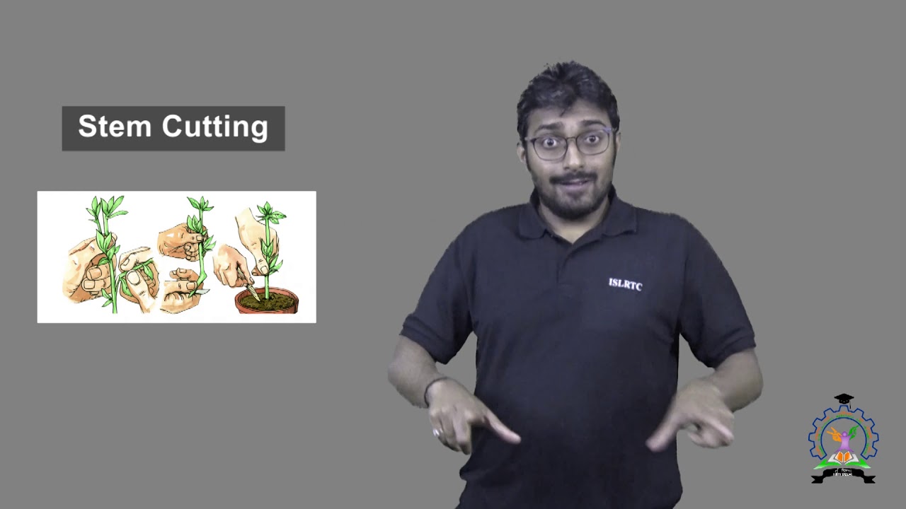Stem Cutting - YouTube