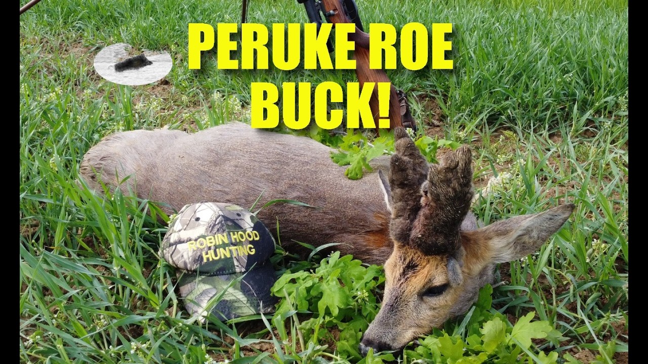 FIRST EVER PERUKE ROE BUCK HUNT FILMED! #2 - YouTube