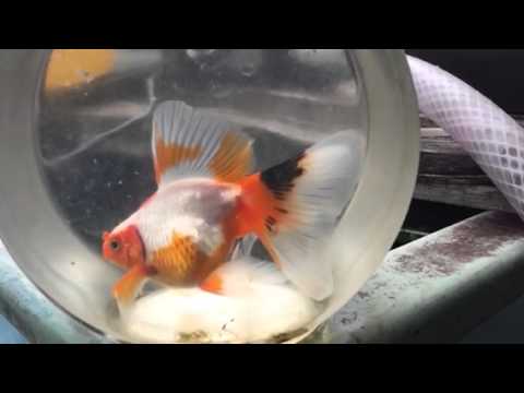 Metallic veiltail goldfish - YouTube