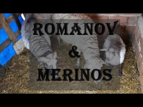 MERİNOV. Romanov & merinos koyun melezleme calismasi