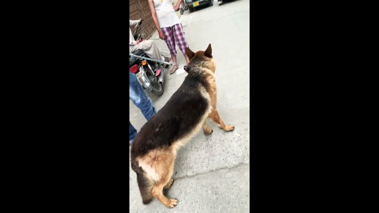 Beautiful German Shepherd || GSD || Male double coat - YouTube