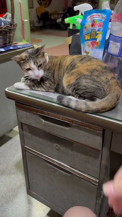 #cat #ไลเกอร์ หนีบหางเลย แมวจ้ะจ๋า - YouTube