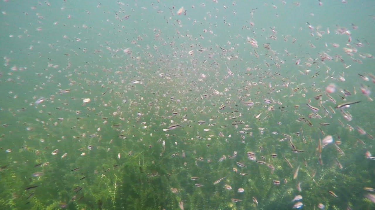1000 Baby Bass and Their Guardians - YouTube