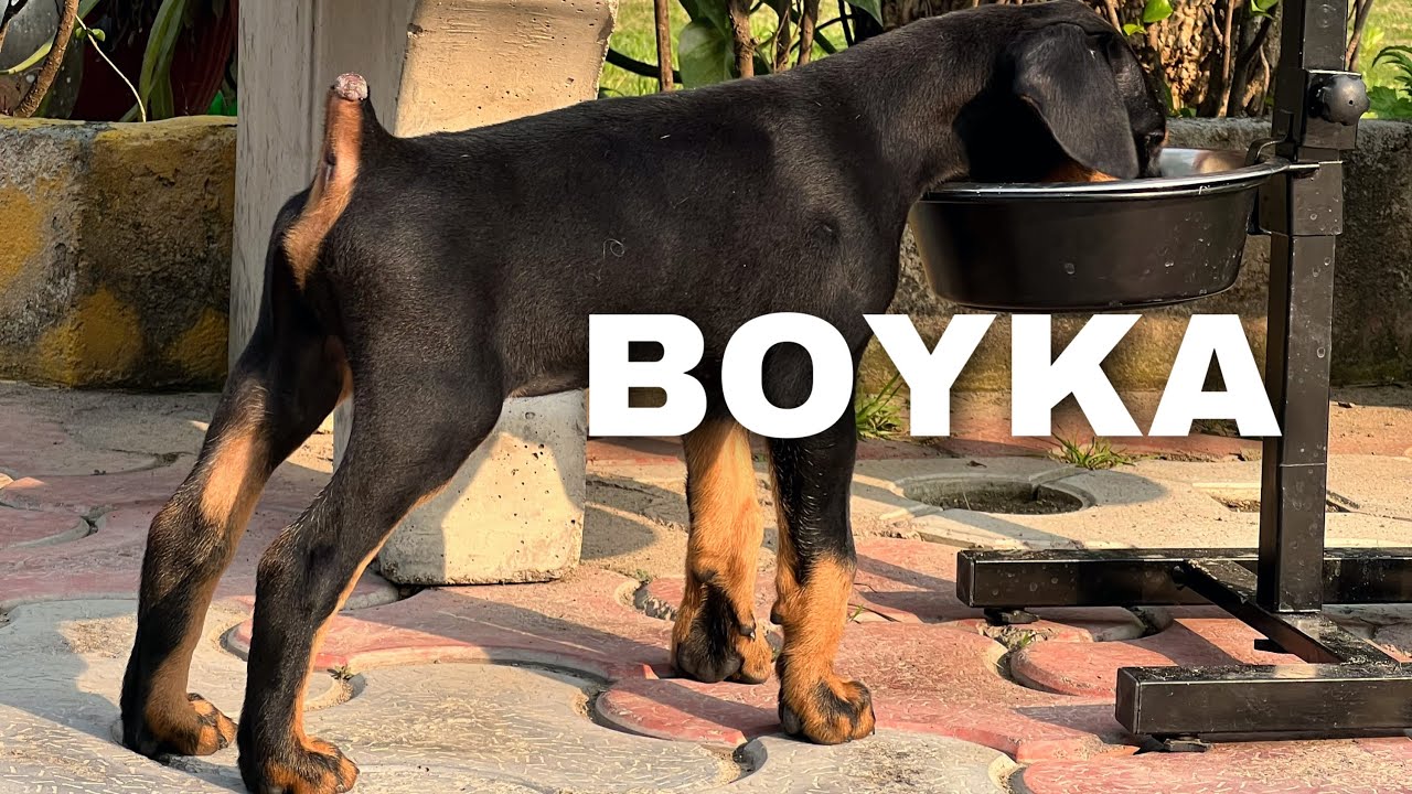 Meet My Pure American Doberman | Indian 🇮🇳 Champion BloodLine | KCI ...