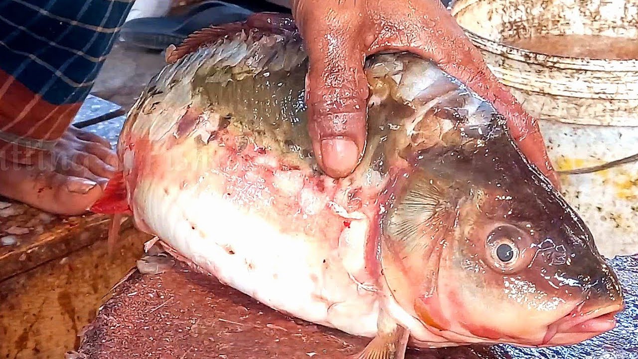 Alive Big Grass Cup Fish Cutting Skills | Fastest Grass Cup Fish ...