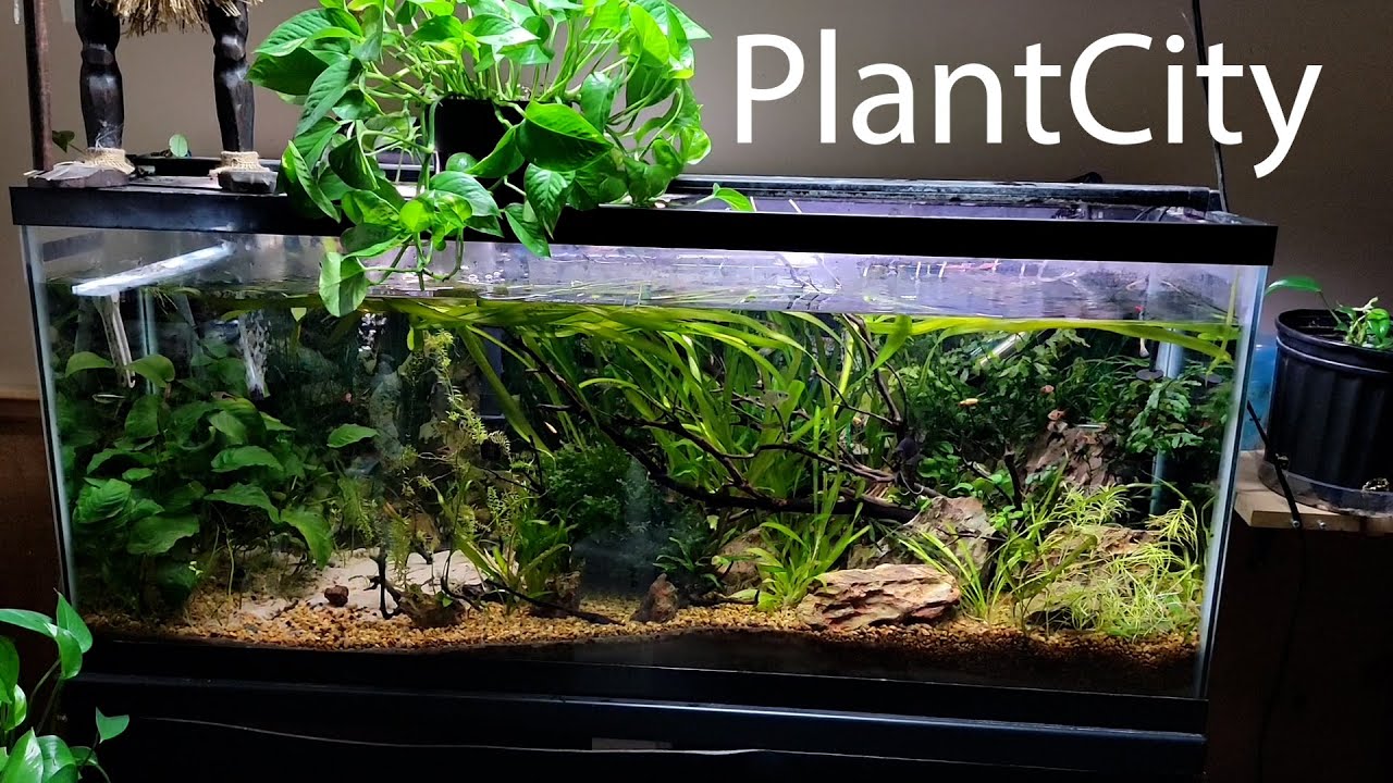 Low-Tech Planted Aquarium (PlantCity) - YouTube