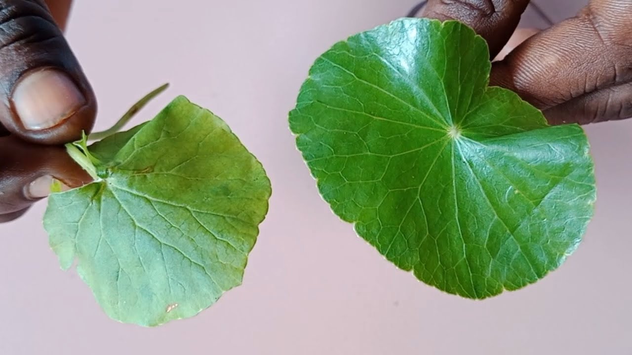 vallarai keerai oorugai | Traditional Recipe | Village Pot Cooking ...
