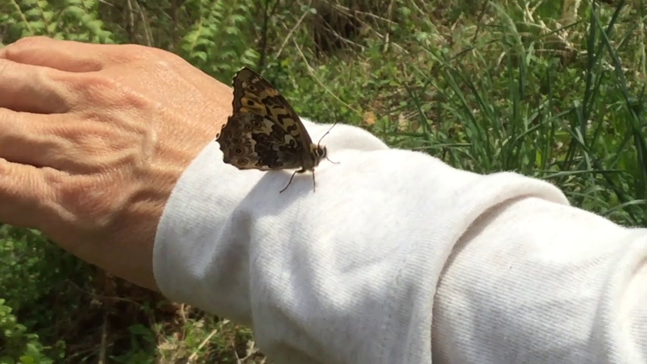 ヤマキマダラヒカゲ / Neope niphonica 茨城県関本町小川 2016/05/03 butterfly of Japan ...