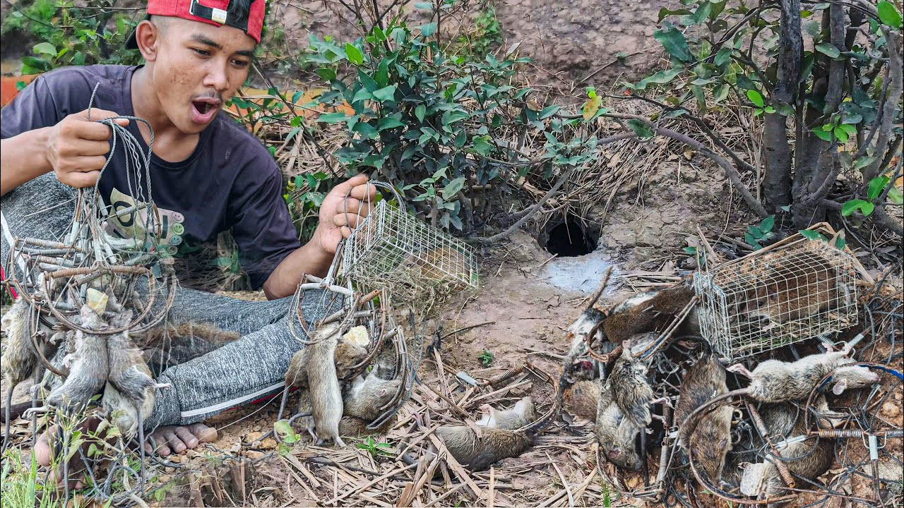 How to prepare a mouse traps. How to cook mice as food. Natural life ...