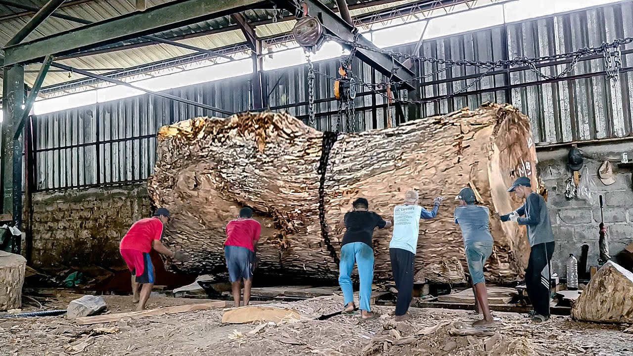 Sultan borong kayu trembesi serat mata sapi dari gunung duma lake ...