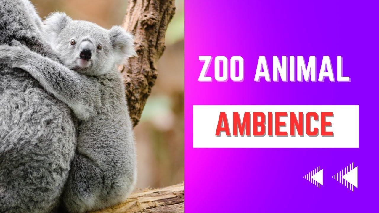 Zoo Animals | Relaxing Zoo Animal Ambience | Melt the Stress Away ...