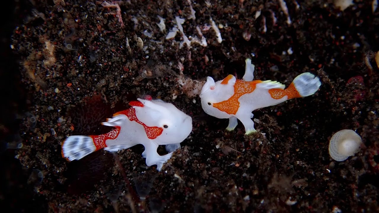 Baby clown frog fish - YouTube