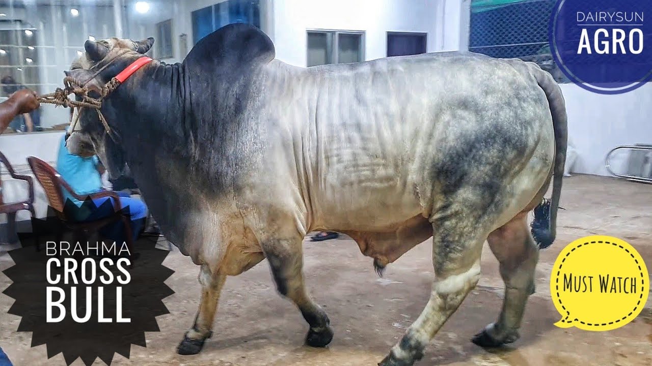 Huge Brahma cross Bull | Big Boy of Dairysun Agro 2020 Collection ...