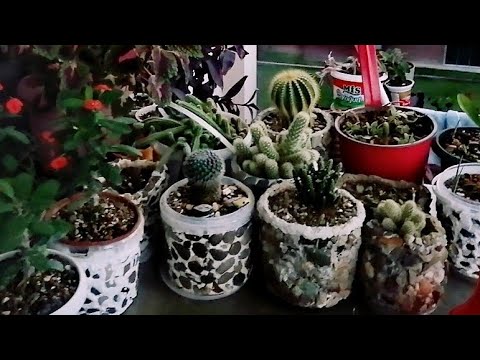 #antalyadan selamlar olsun. Balkonumdaki çiçeklerimin yağmurla mücadelesi başladı.#çiçeklerim#keşfet