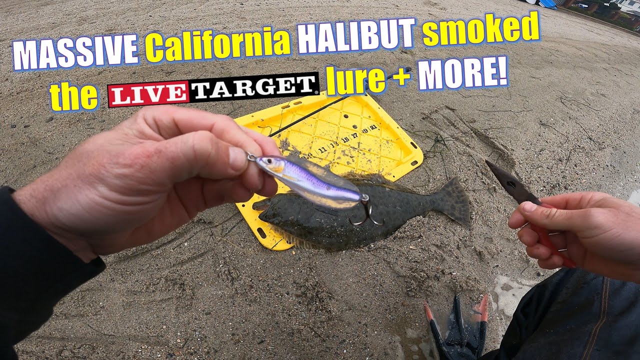 MASSIVE California HALIBUT smoked the LIVE TARGET lure + MORE! - YouTube