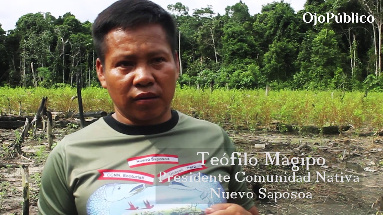 La coca invade los bosques de Sierra del Divisor - YouTube