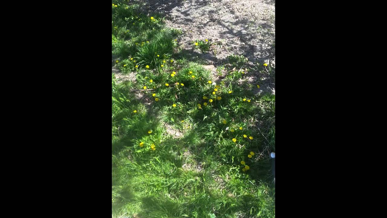 Mating disruption for codling moth Pyne Farms - YouTube