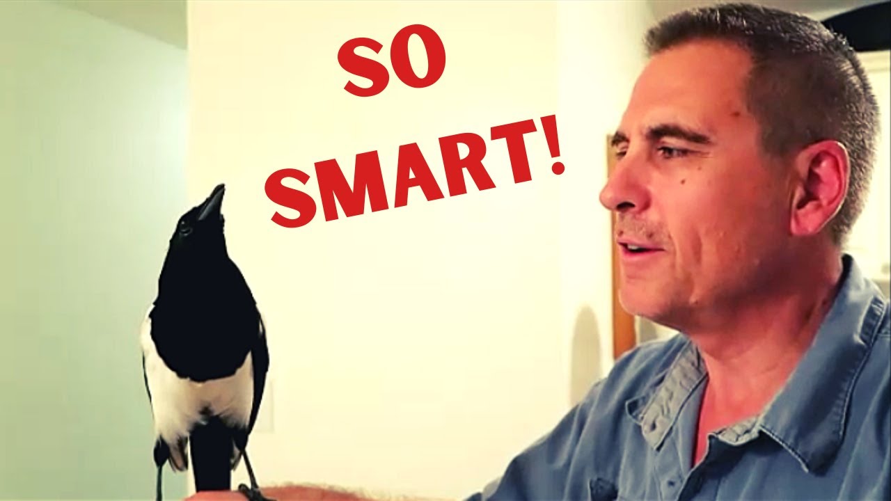 Funny talking magpie is so smart! - YouTube