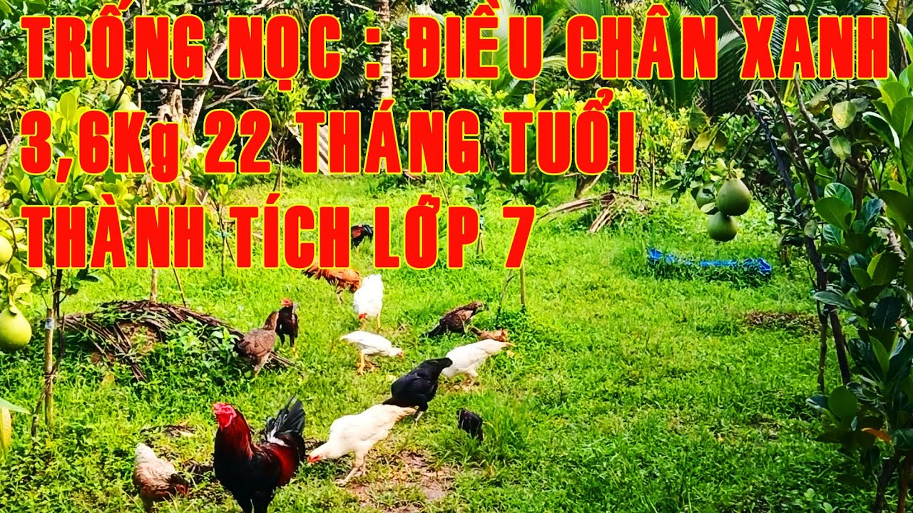 GÀ THẢ VƯỜN TRỐNG NỌC 3,6Kg || The rooster makes venom to maintain the ...