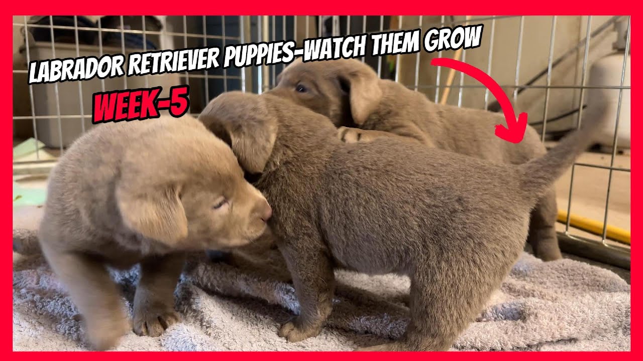 Labrador Retriever Puppies-Week 5 -Watch Them Grow - YouTube
