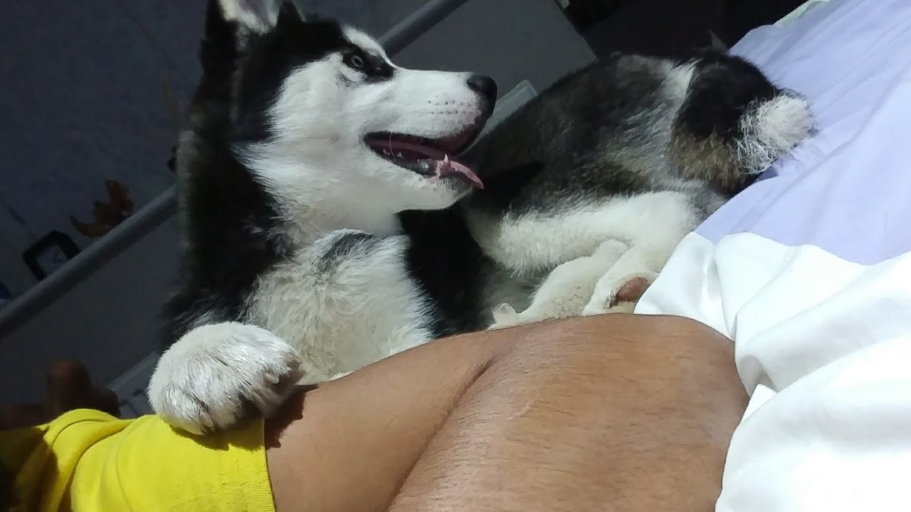 There's Nothing Like A Dog Love - YouTube