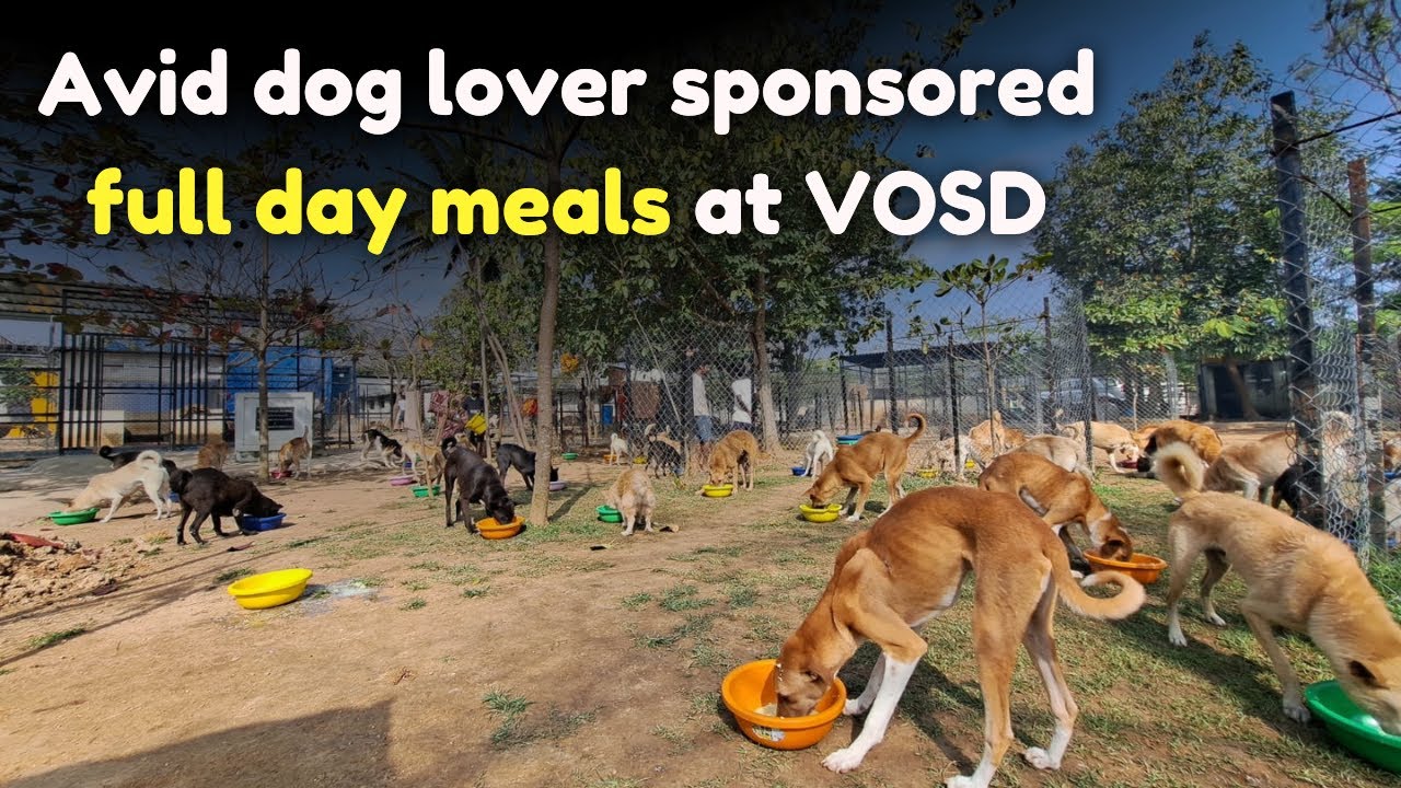 Avid dog lover sponsored full day meals at VOSD - YouTube