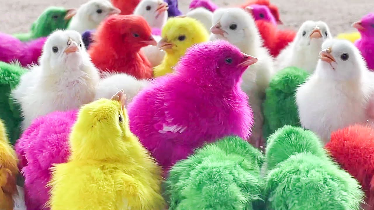 Cute Baby Chicks 🐥🐥, Colorful Chickens Rainbow Chicken, Rabbits Ducks ...