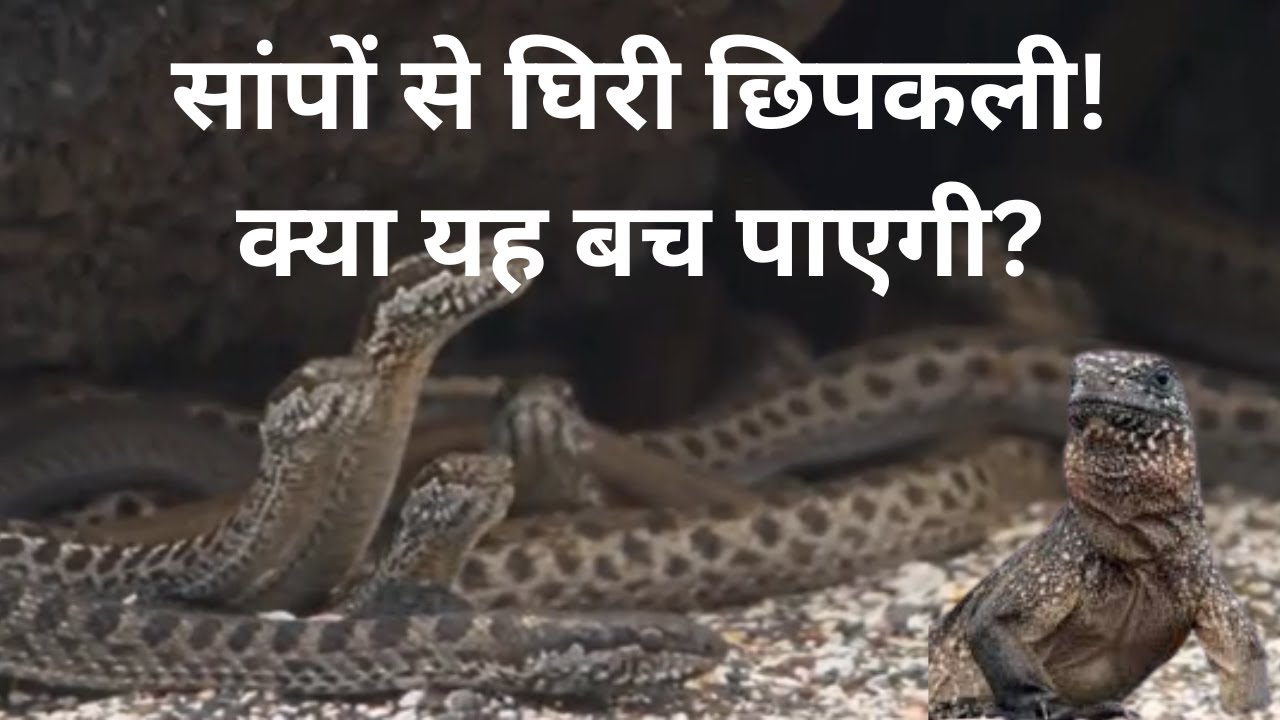 Deadly Snake Attack | Lizard Survival | Lizard vs Snakes | Snake vs ...