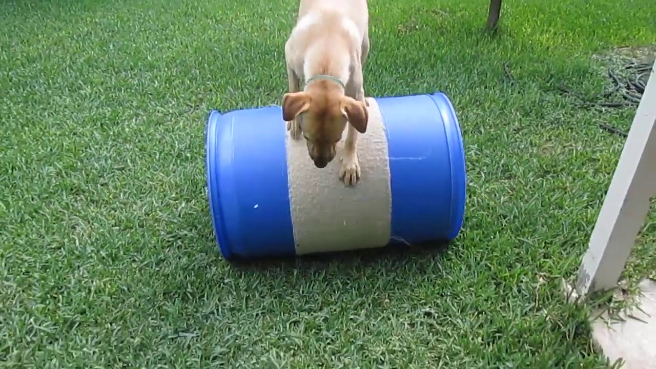 foster dog Ryder rolling barrel - YouTube