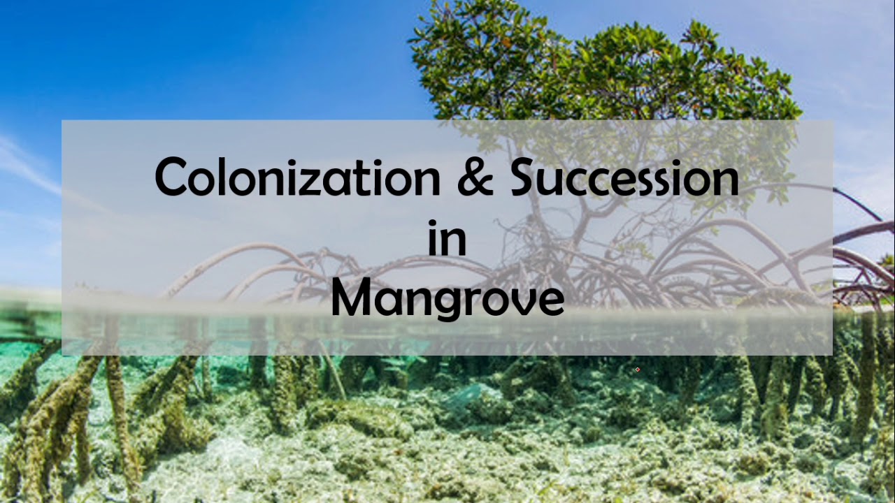 Definition of colonization & succession + their processes in mangrove ...