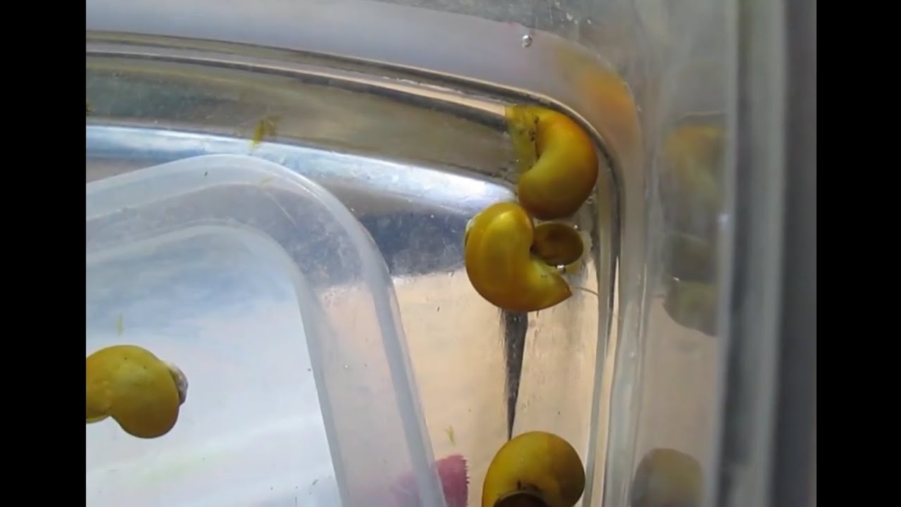 210 Melci Pomacea de la Andrei - YouTube