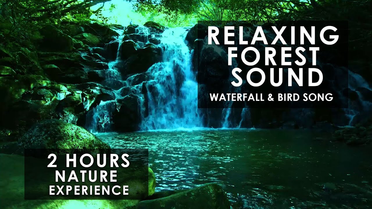 Soothing Relaxation Sounds of Nature Forest Bird Singing and Water for ...