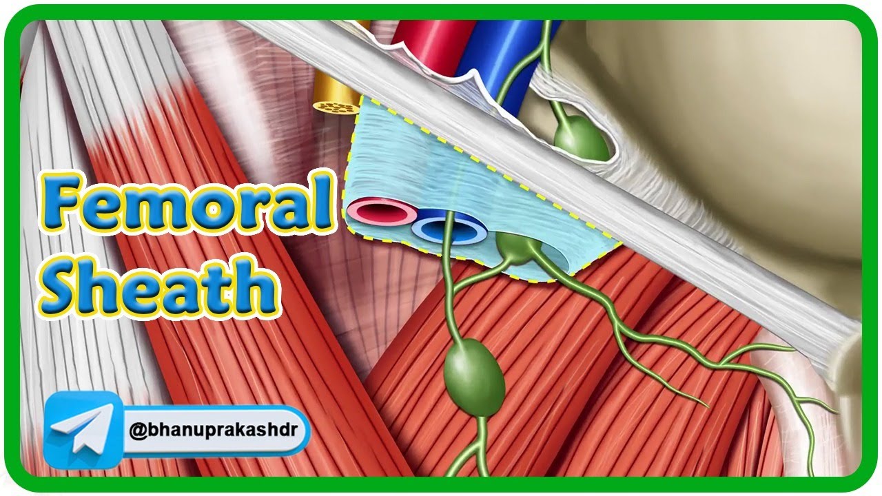 Femoral Sheath Anatomy Animation Usmle Step 1 Review Youtube