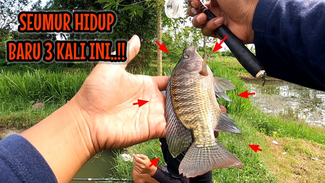 SEUMUR HIDUP BARU 3 KALI INI‼️NYOBAIN MANCING DI PEMANCINGAN HARIAN ...